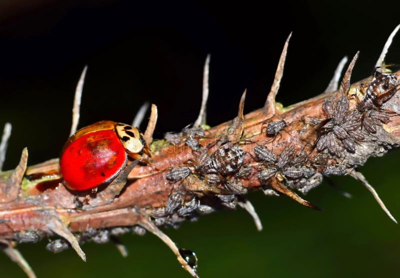 Ladybug and aphids stock image. Image of biological, prey - 14294015