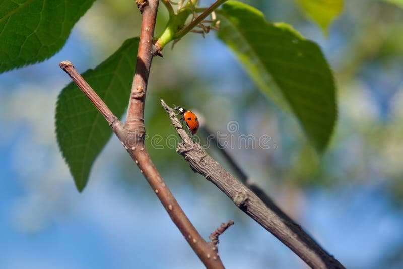 Ladybug on a Branch of an Apple Tree among Green Leaves Stock Photo ...