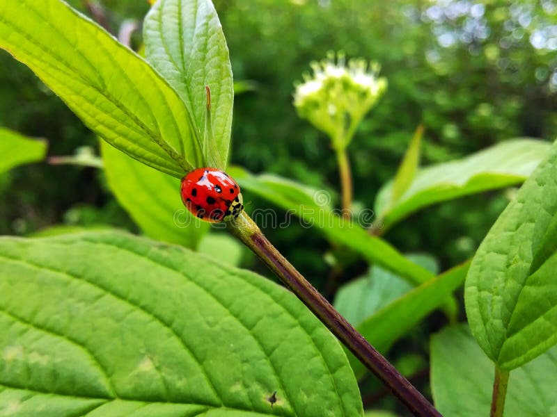 Ladybug on a Branch of a Bush Stock Photo - Image of life, ladybug ...