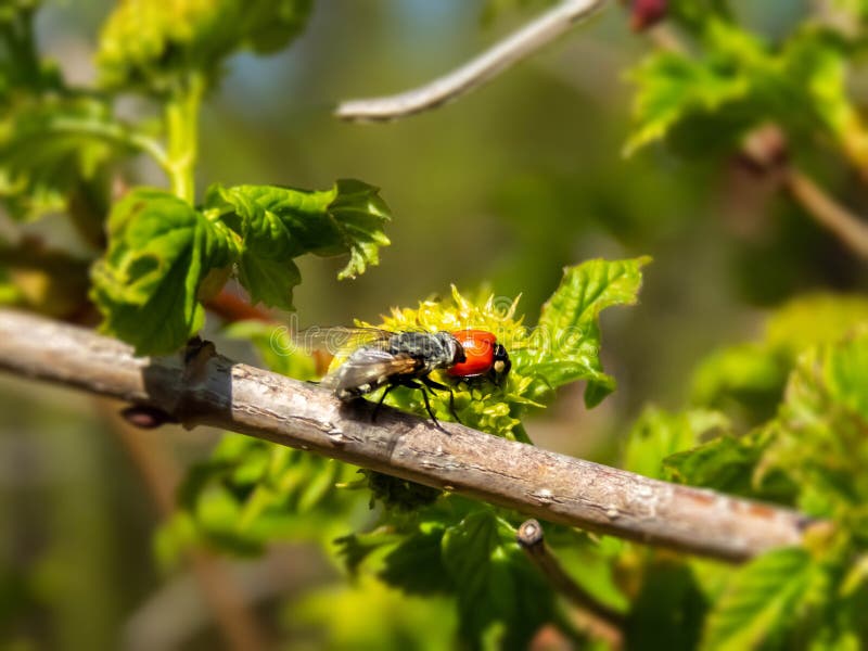 Ladybug and Fly on a Branch Stock Photo - Image of background, natural ...
