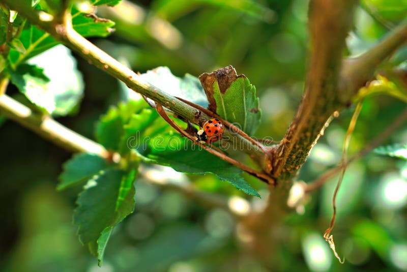 Ladybug on a Branch stock photo. Image of nature, leaves - 78868004