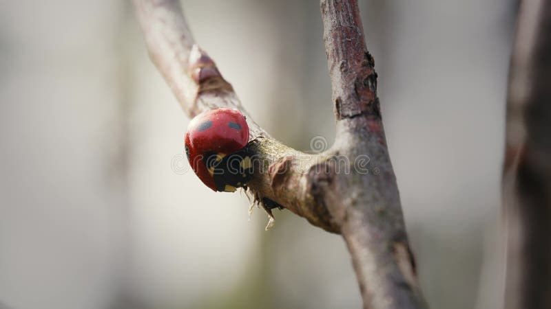 Ladybug on a Branch in a Forest Macro Shot during Cloudy Daylight ...