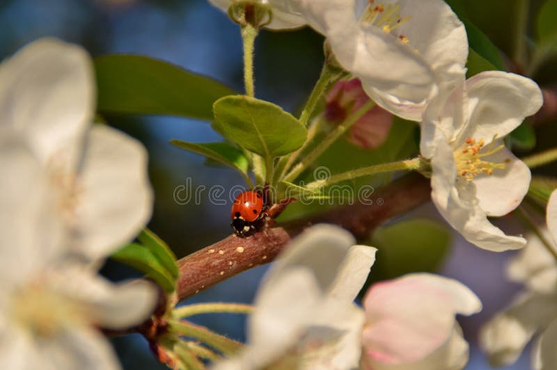 Ladybug stock image. Image of italy, trees, outside, ladybird - 91584631