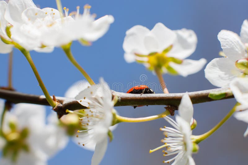 Ladybug on the Branches of a Blossoming Fruit Tree. Stock Image - Image ...