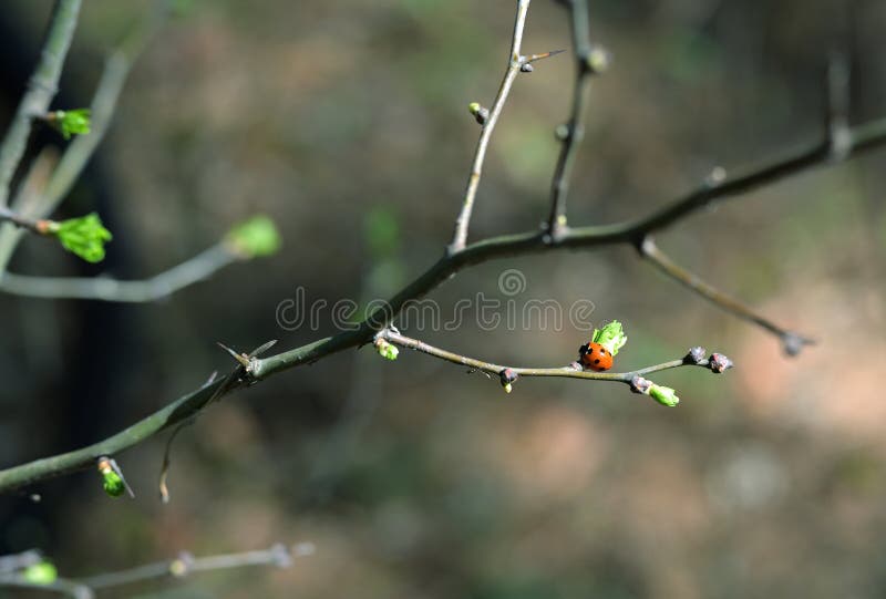 Ladybug on Budding Spring Branch in Forest Light Stock Photo - Image of ...