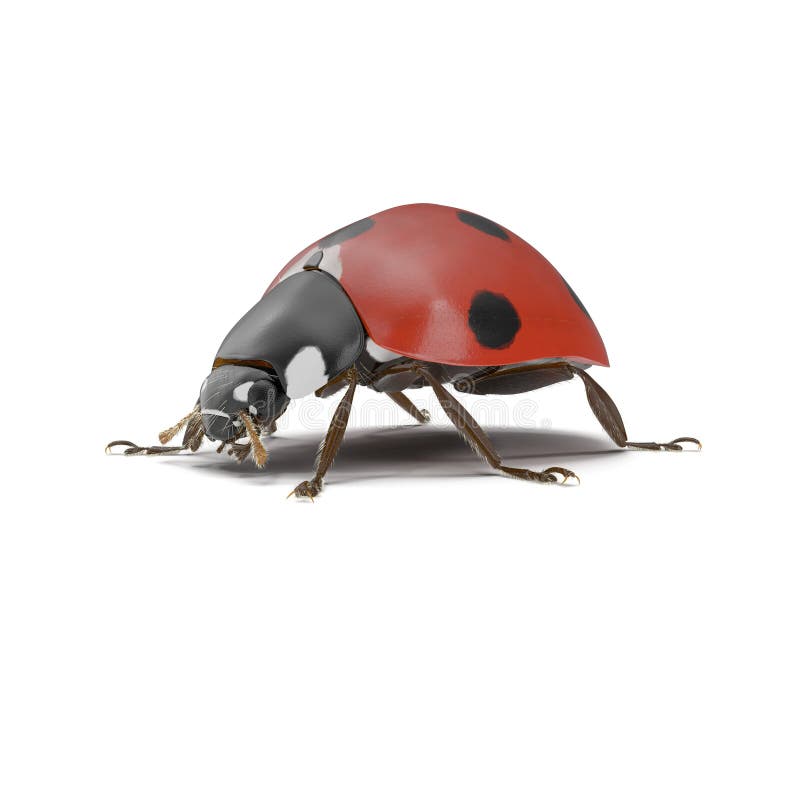 Realistic Ladybug Stock Illustrations – 921 Realistic Ladybug Stock ...