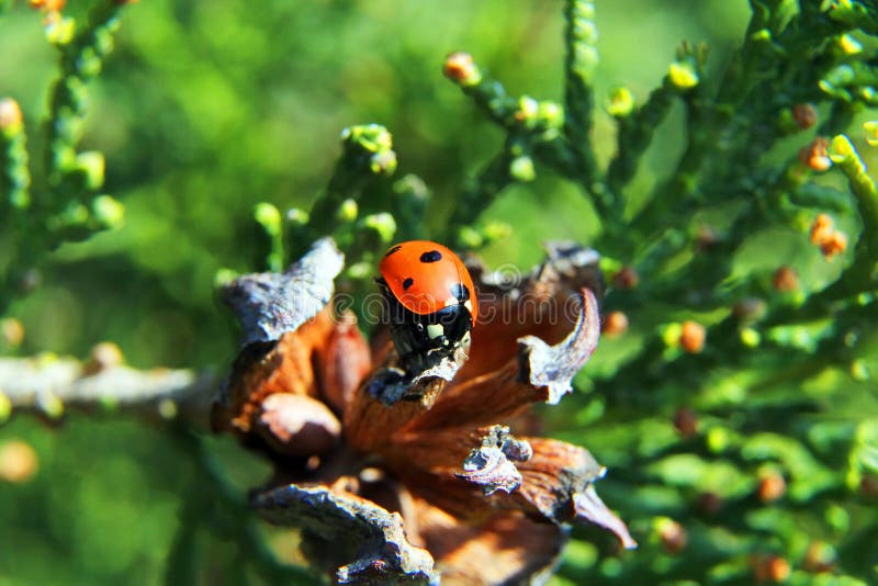 Ladybug on a Bump. Shallow DOF Stock Photo - Image of white, ladybug ...