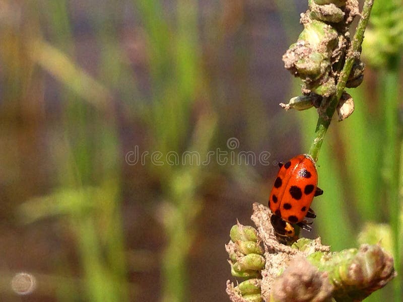 Ladybug stock photo. Image of ladybug, nature, plant - 77046226