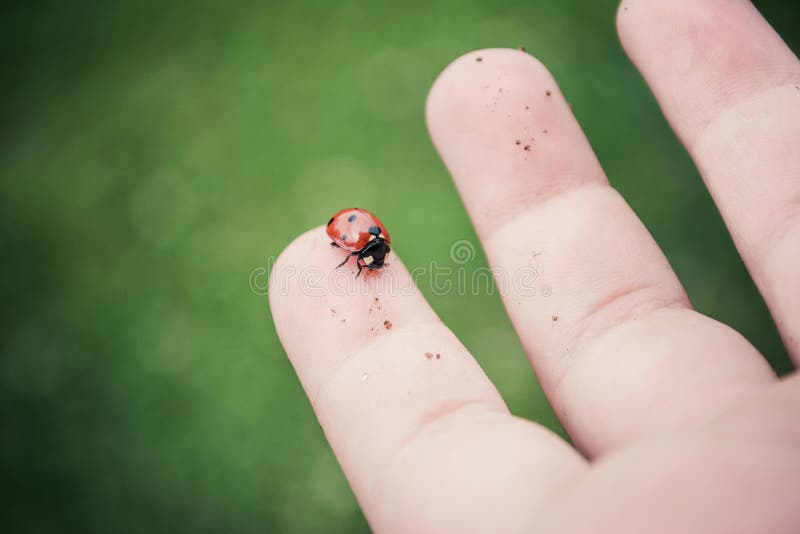 Ladybug in Child s Hand stock photo. Image of insect - 40259666