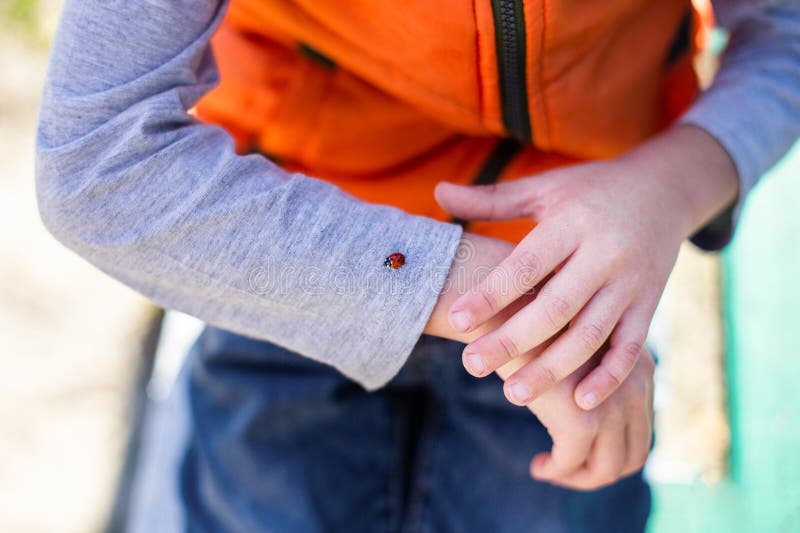 Ladybug in Children S Hands. Boy Carefully Holding Little Bug Beetle ...