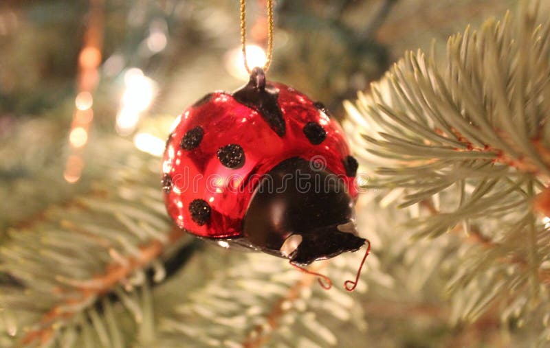 Ladybug Christmas stock photo. Image of beetle, insect - 82994624