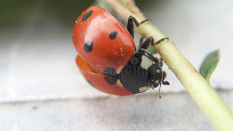 Ladybug Cleaning Its Legs, Close Frame Stock Footage - Video of insect ...