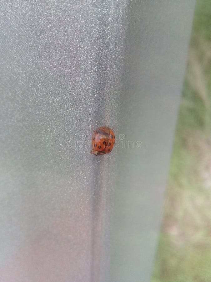 Ladybug stock image. Image of spots, ladybug, insect - 91261777