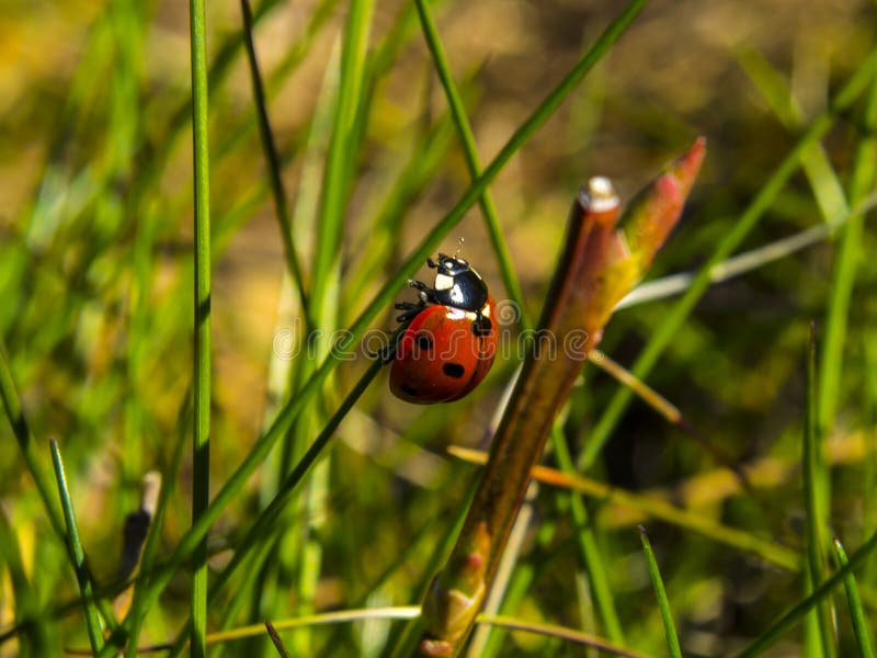 Ladybug stock photo. Image of green, insect, ladybug - 53191356