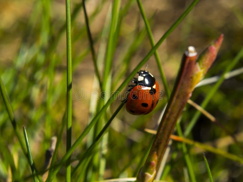 Ladybug stock image. Image of insect, nature, ladybug - 53204303