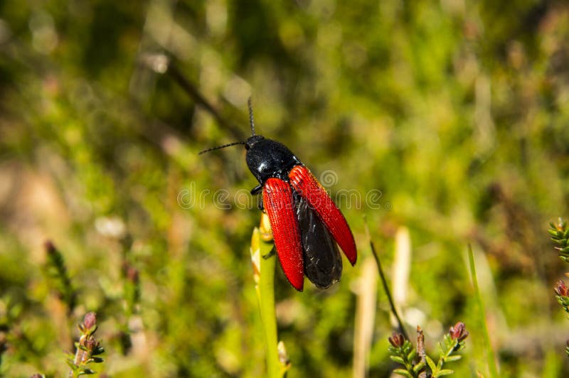 Ladybug stock photo. Image of green, observation, insect - 53204466