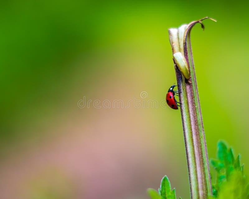 Broken ladybug love stock image. Image of broken, insect - 11936853