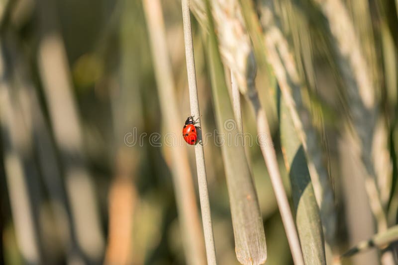 Ladybug Climbing Up a Grass Stalk Stock Image - Image of luxury ...