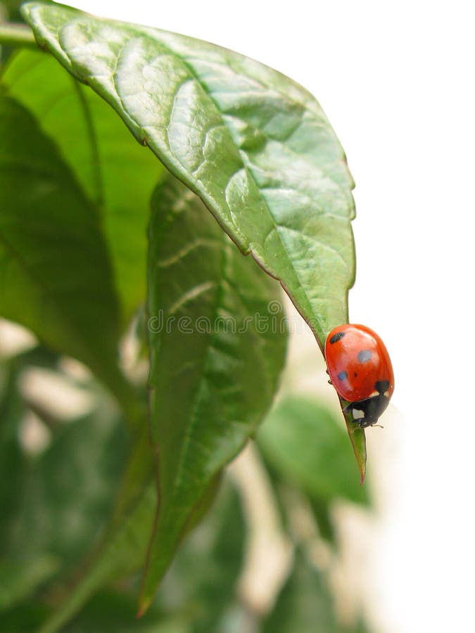 Ladybug close-up stock image. Image of detail, insect - 19092321
