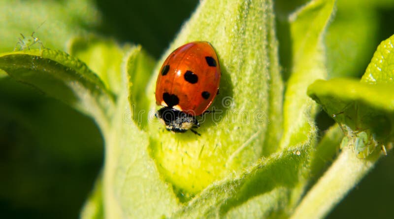 Ladybug close-up stock image. Image of ladybird, plant - 26409595