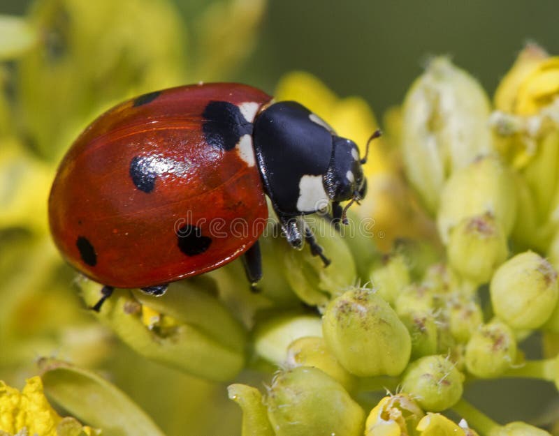 Ladybug stock photo. Image of close, beetle, insect, dots - 92309132