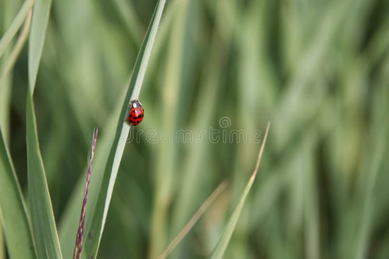 Ladybug Close-up Crawling on a Blade of Grass Stock Photo - Image of ...