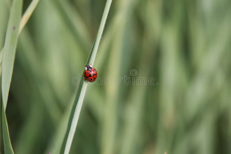 Ladybug Close-up Crawling on a Blade of Grass Stock Photo - Image of ...