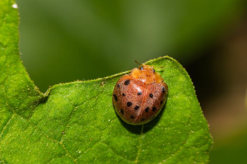 Ladybug stock image. Image of wildlife, antenna, ladybug - 46173575