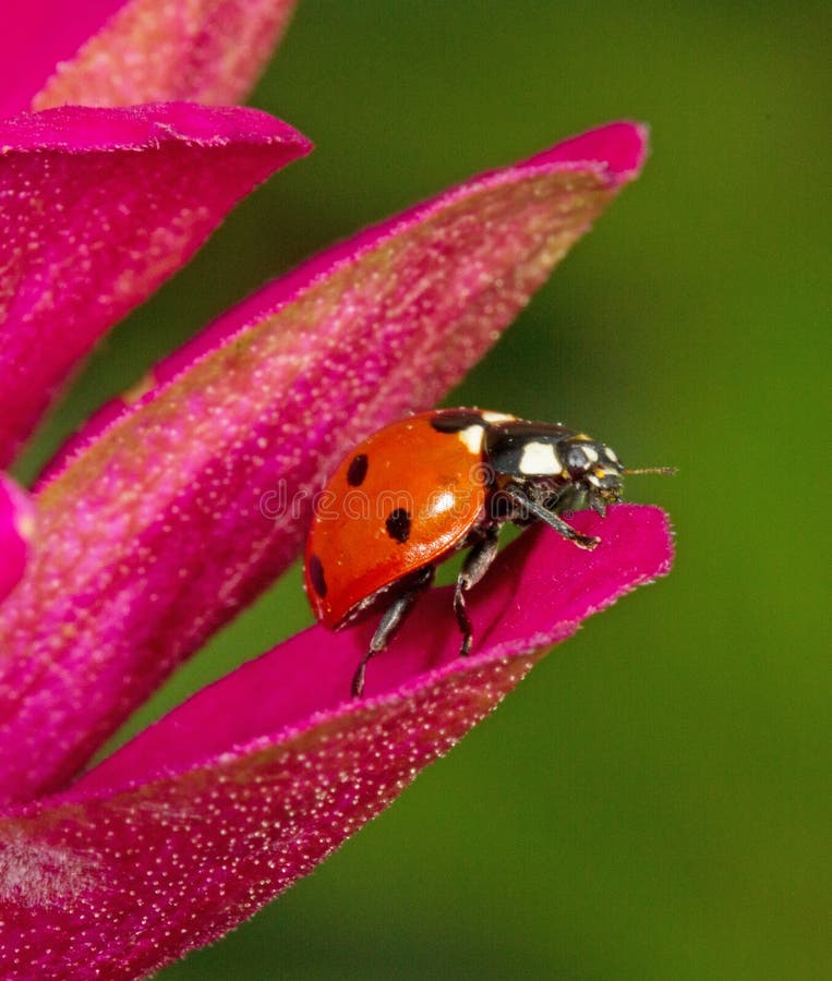 Ladybug stock photo. Image of close, nature, flower, vertical - 72278674