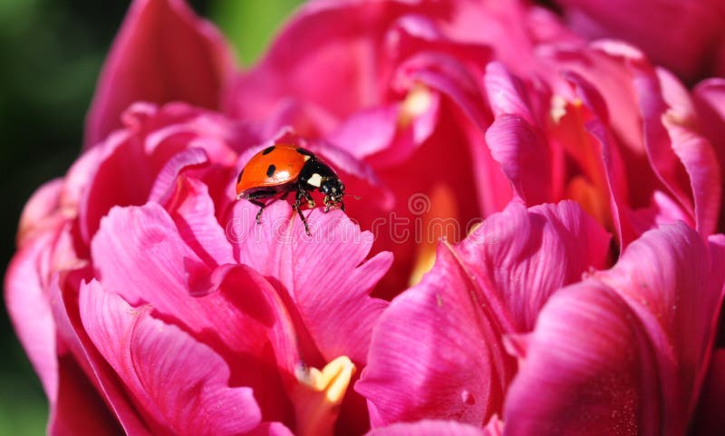 Ladybug on tulip stock image. Image of birthday, time - 55334693