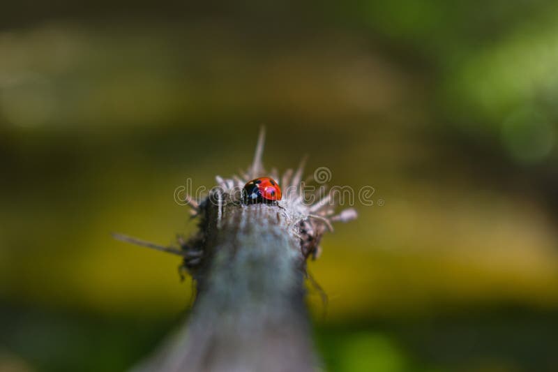 Ladybug close-up shot stock image. Image of animal, leaf - 320673353