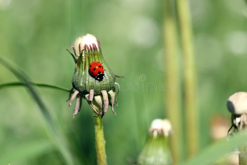 Ladybug close up stock image. Image of meadow, nature - 39972111