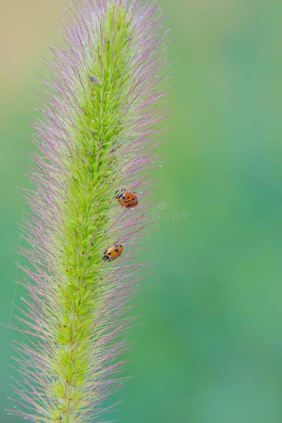 Ladybug stock photo. Image of ladybug, life, animal - 192056990