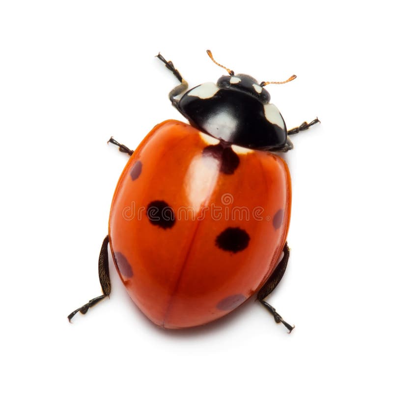 Ladybug stock image. Image of spring, macro, beautiful - 67420581
