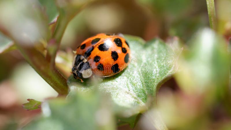 Ladybug closeup on a leaf stock photo. Image of arthropod - 246236472