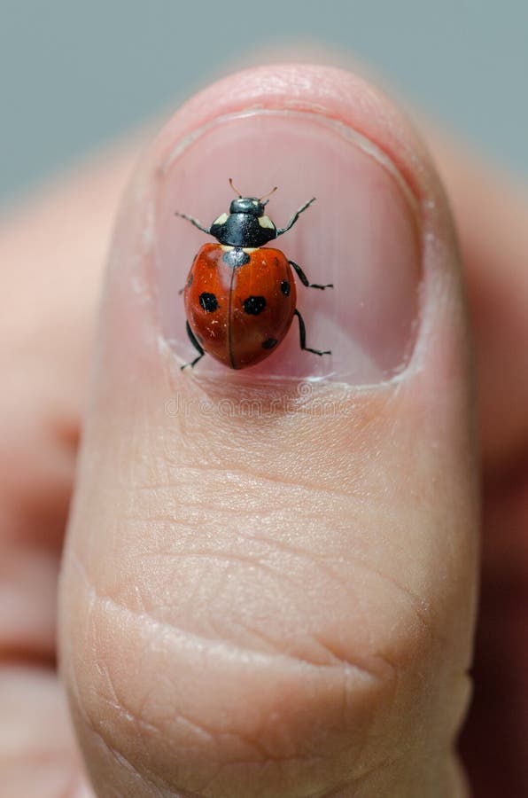 Ladybug closeup on a thumb stock image. Image of freedom - 185053433