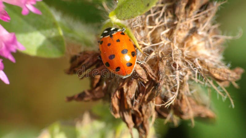 Ladybug on a clover flower stock photo. Image of dead - 211712600