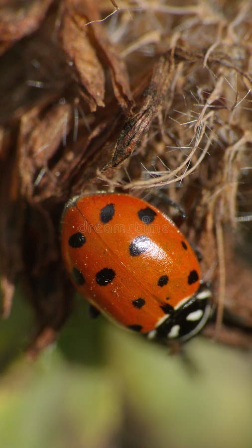 Ladybug on a clover flower stock photo. Image of america - 210358944