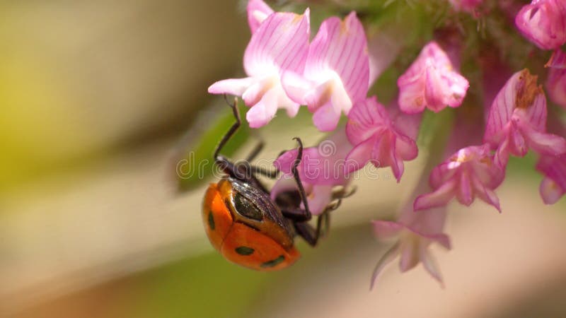 Ladybug on a clover flower stock photo. Image of america - 223146002