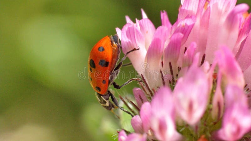 Ladybug on a clover flower stock photo. Image of purple - 223146090