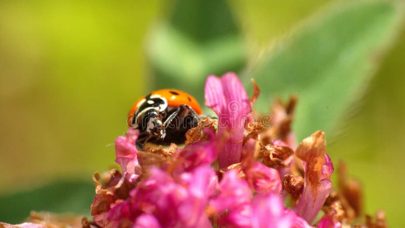 Ladybug on a clover flower stock image. Image of flower - 223146239