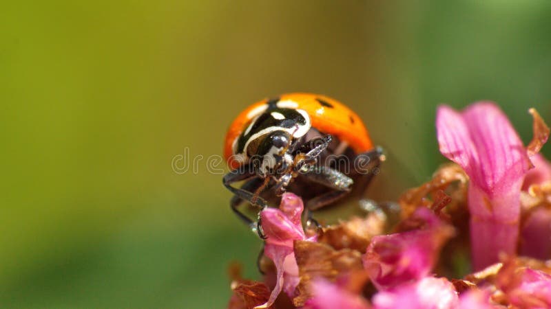 Ladybug on a clover flower stock image. Image of america - 223146267