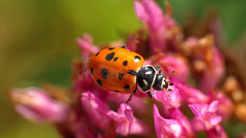 Ladybug on a clover flower stock photo. Image of america - 223146298