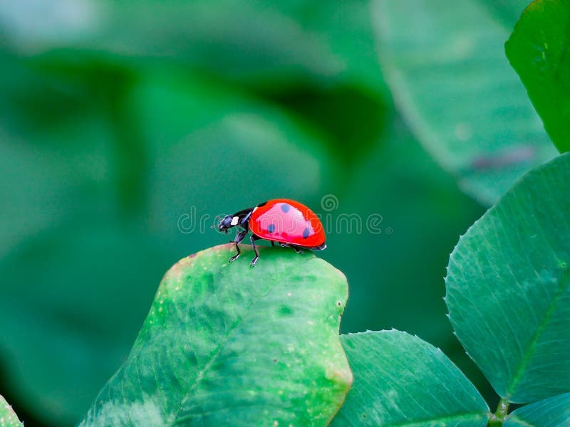 Ladybug on a Clover Leaf stock photo. Image of macro - 219575906