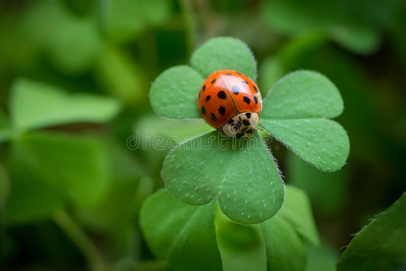 Ladybug on clover stock photo. Image of dots, insect - 114811200