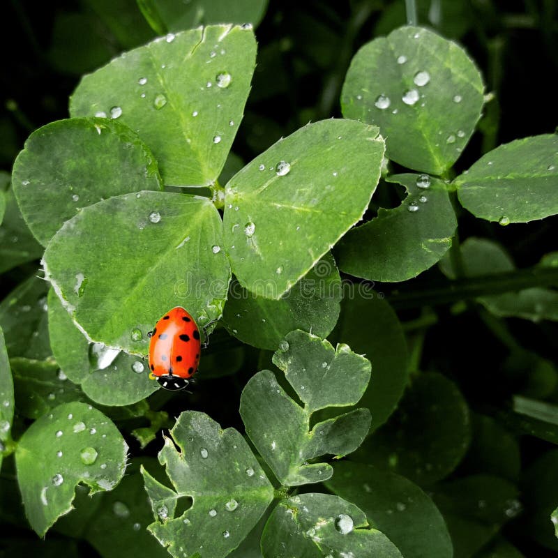 1,281 Ladybug Clover Stock Photos - Free & Royalty-Free Stock Photos ...
