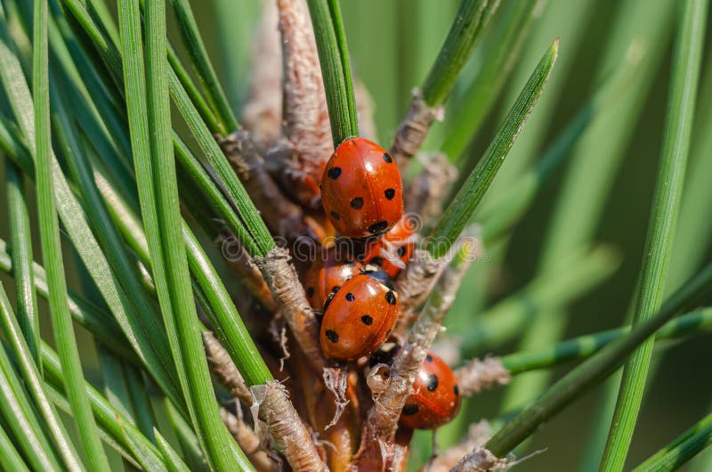 Ladybug swarm stock image. Image of bark, coccinellidae - 54264807