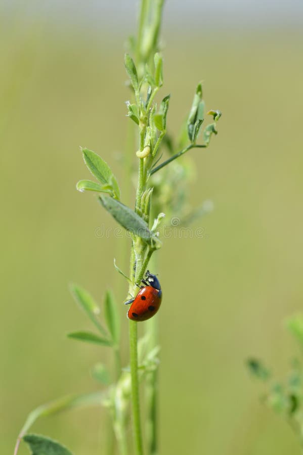 Vedalia Beetle or Cardinal Ladybird Stock Photo - Image of closeup ...