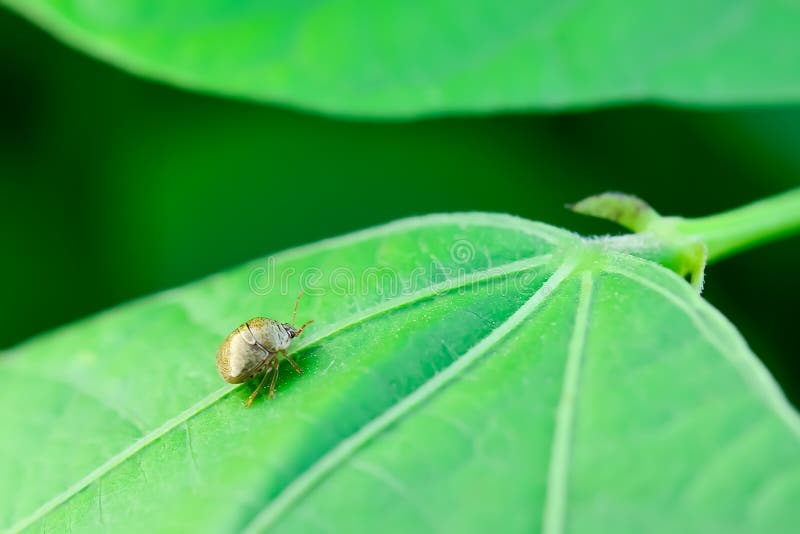 Ladybug stock image. Image of landscape, botany, ladybird - 106185809