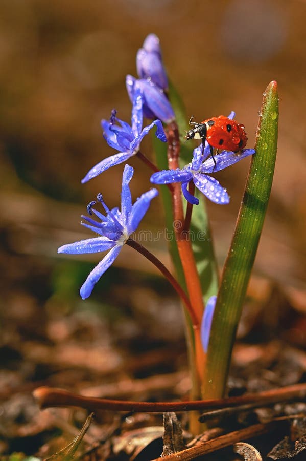 Ladybug on Common Violets Viola Odorata in Spring Rain Stock Image ...